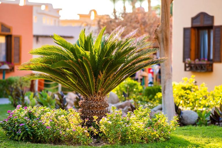 Transform Your Arizona Backyard with These Desert Landscaping Ideas ...